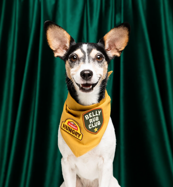 Scouts Honour Patch, Belly Rub Patch for dog, Pethaus - PetHaus