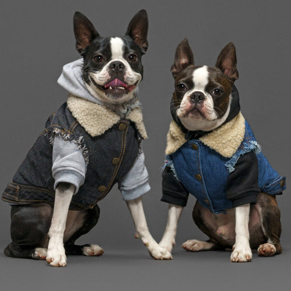 Denim Dog Vest and Dog Band Hoodie set by Pethaus - PetHaus